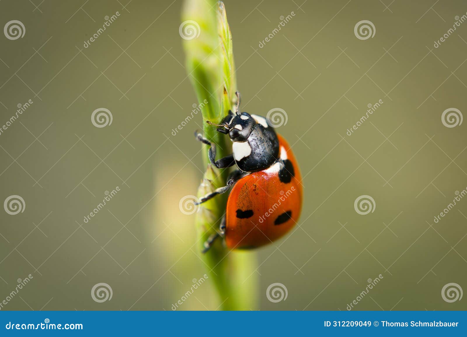 Ladybug Sitting on a Blade of Grass on a Flower Meadow in Summer ...