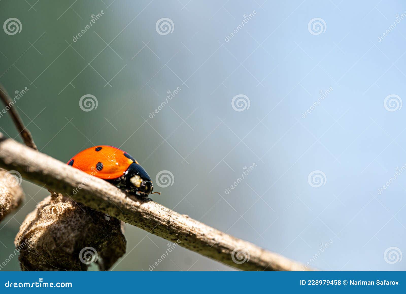 Ladybug Sitting on a Branch of a Plant Stock Photo - Image of leaf ...