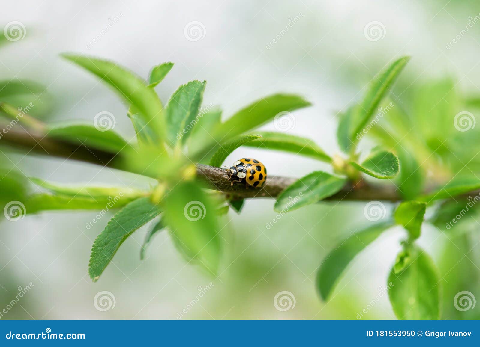Ladybug Sitting on a Branch Stock Photo - Image of people, macro: 181553950