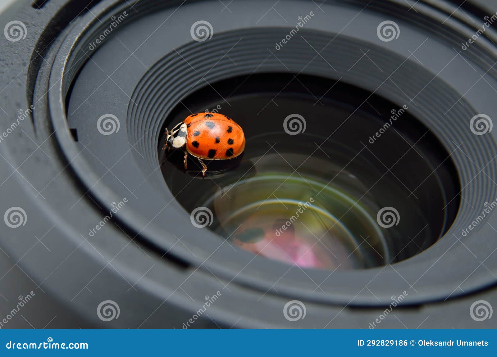 Ladybug Sitting on a Camera Lens Close-up Stock Photo - Image of device ...