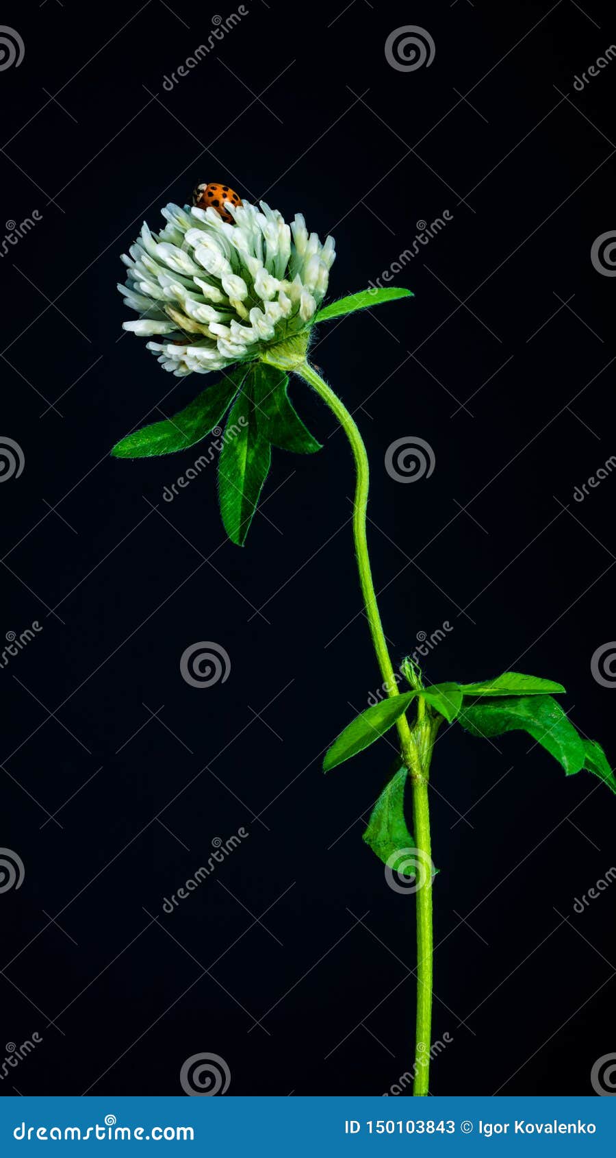 Ladybug Sitting on a Clover Flower Stock Image - Image of fluffy ...