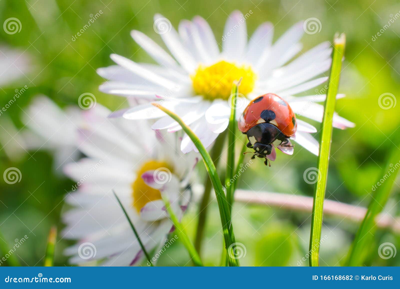 Ladybug Sitting on a Daisy Under the Sunshine Stock Photo - Image of ...