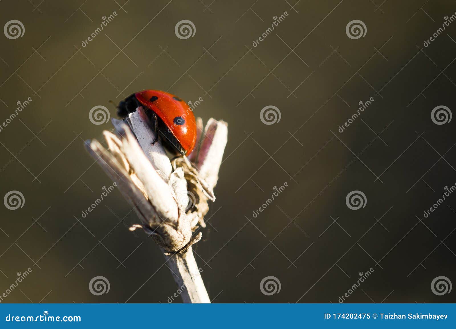 Ladybug Sitting on Dry Branch at Early Spring Stock Image - Image of ...