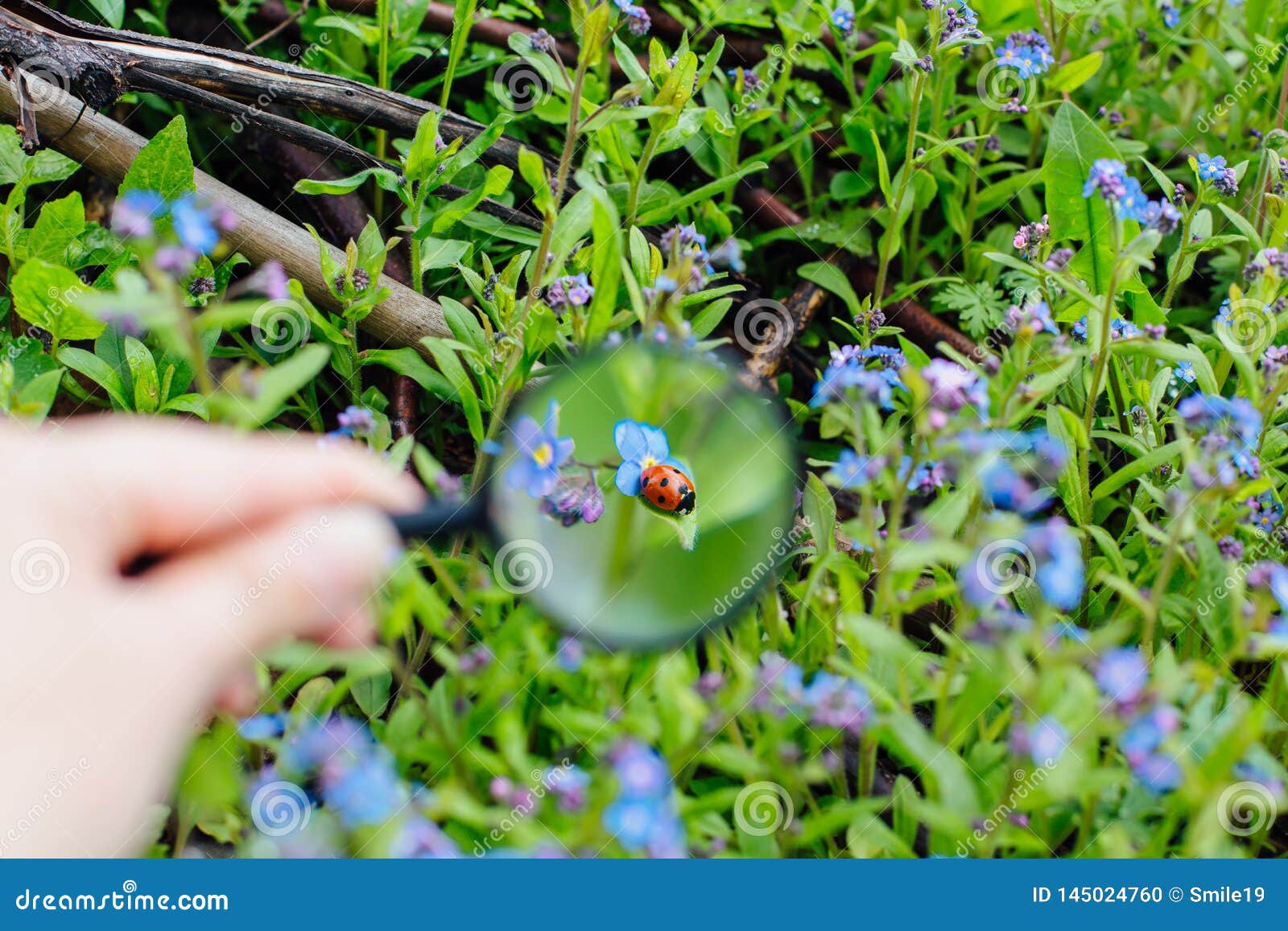 Ladybug Sitting on Flower through a Magnifying Glass Stock Photo ...