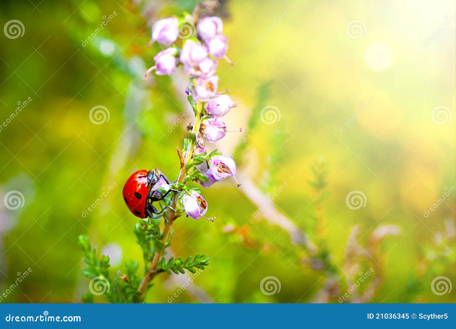 Ladybug Sitting on Flower during Sunset Stock Image - Image of field ...