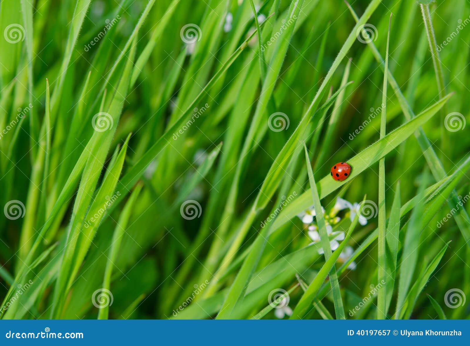 Ladybug stock image. Image of lawn, abstract, flora, growth - 40197657