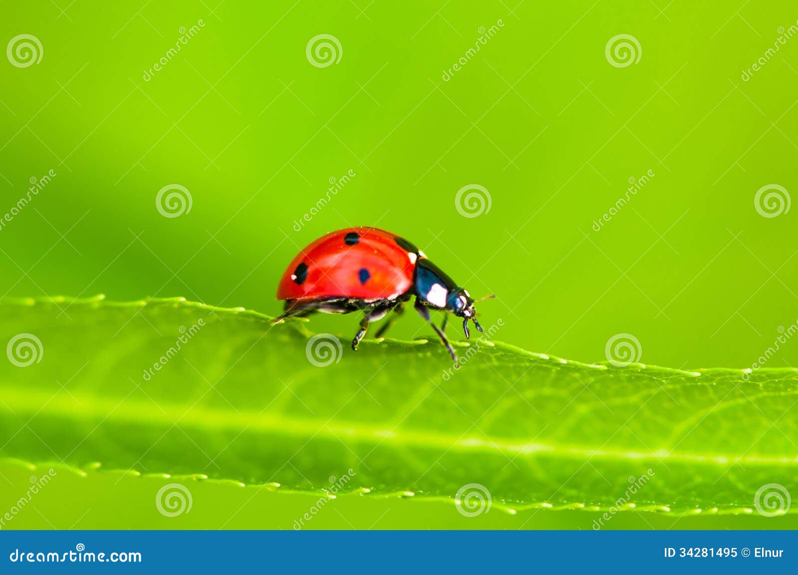 Ladybug sitting stock image. Image of spotted, leaf, antenna - 34281495
