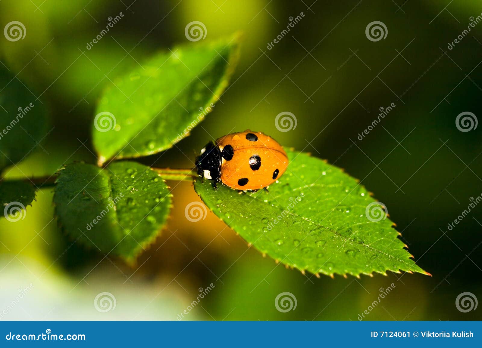 Ladybug Sitting on Green Leaf Stock Image - Image of ecology, lady: 7124061