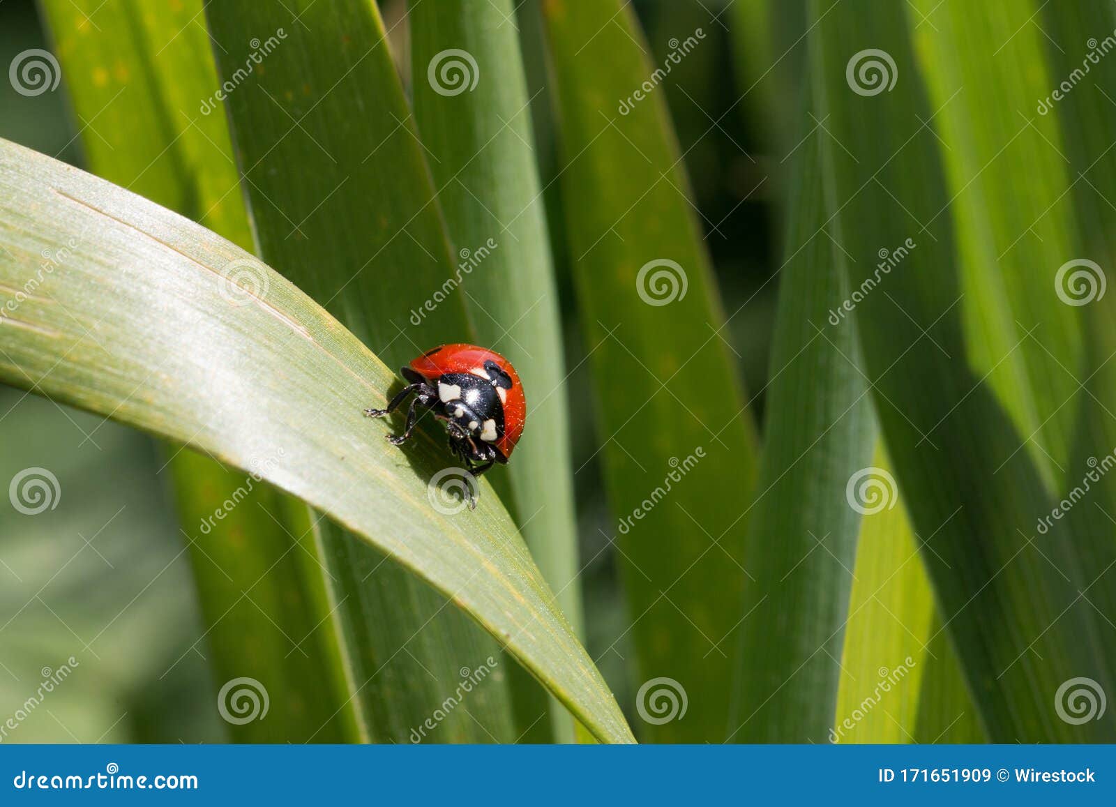 Ladybug Sitting on a Green Leaf Behind Many Others Stock Image - Image ...