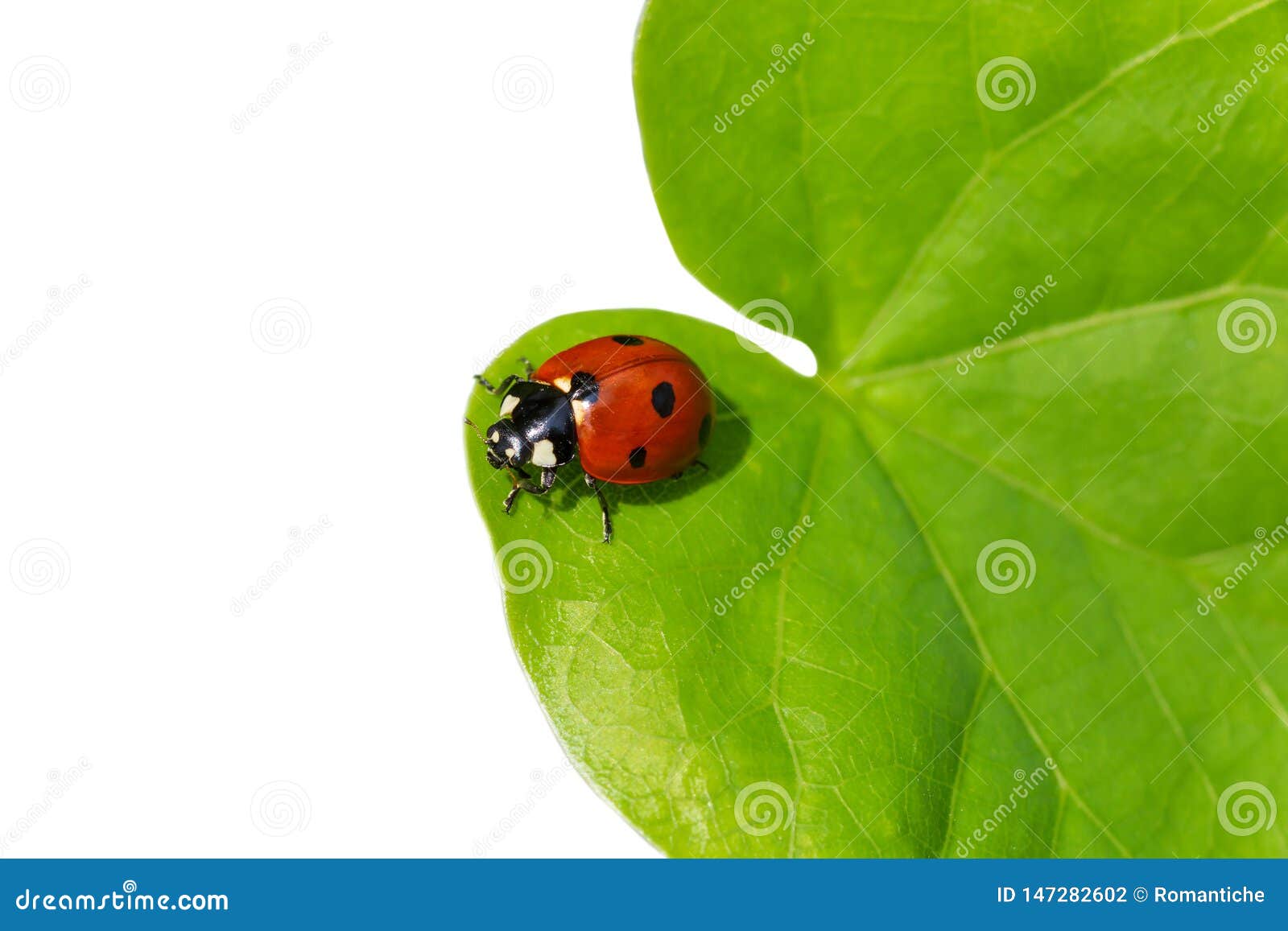 Ladybug Sitting on Green Leaf Isolated on Whit Stock Photo - Image of ...