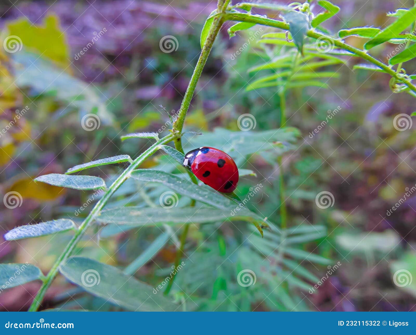 A Ladybug is Sitting on a Green Leaf Stock Photo - Image of forest ...