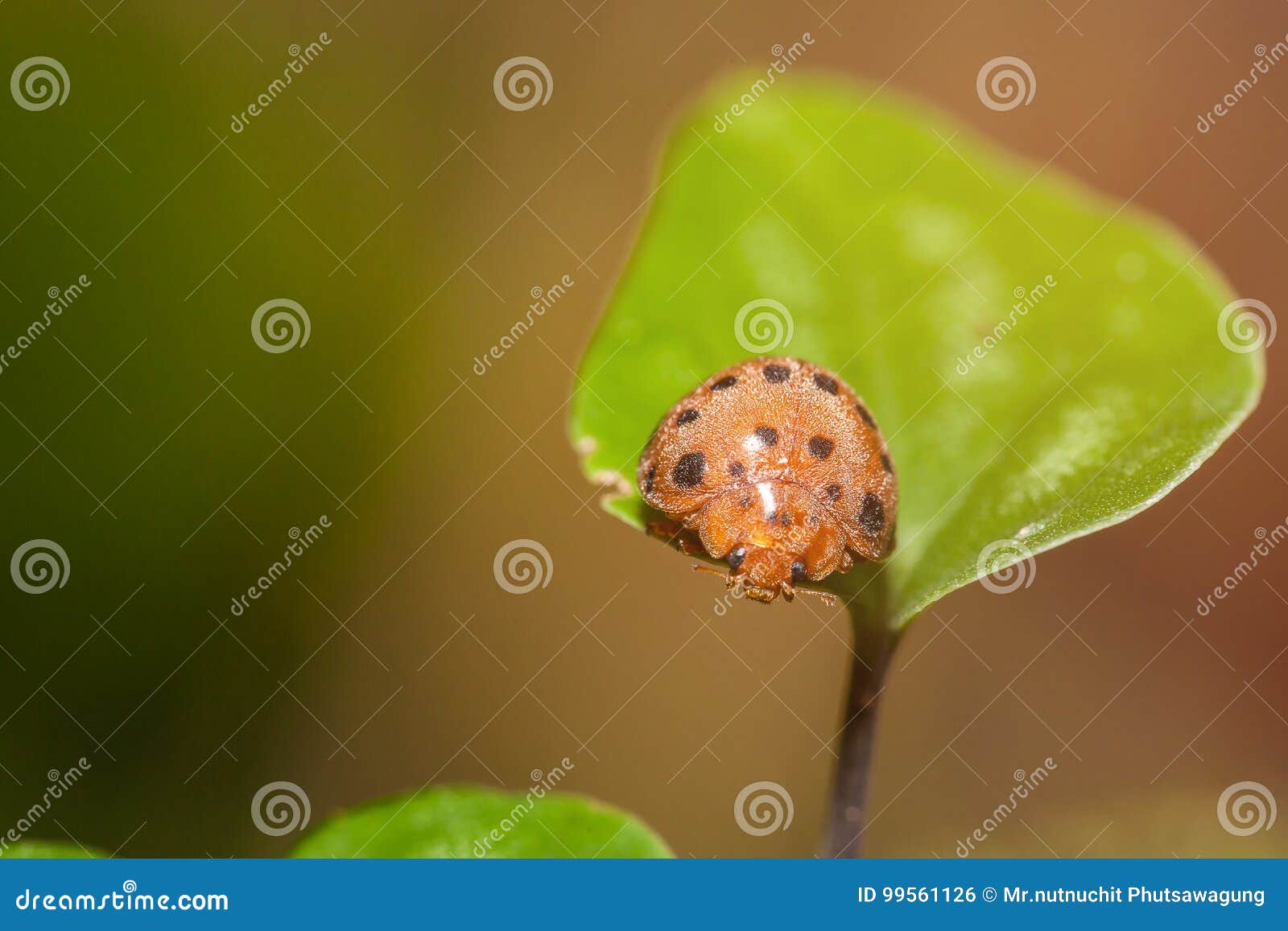 Ladybug Sitting on a Green Leaf Stock Photo - Image of lawn, field ...