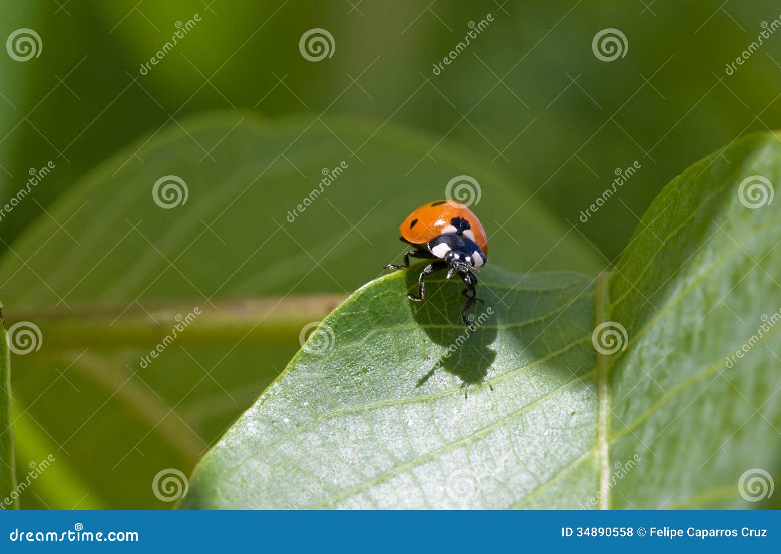 Ladybug Sitting on a Green Leaf Stock Photo - Image of growth, insect ...