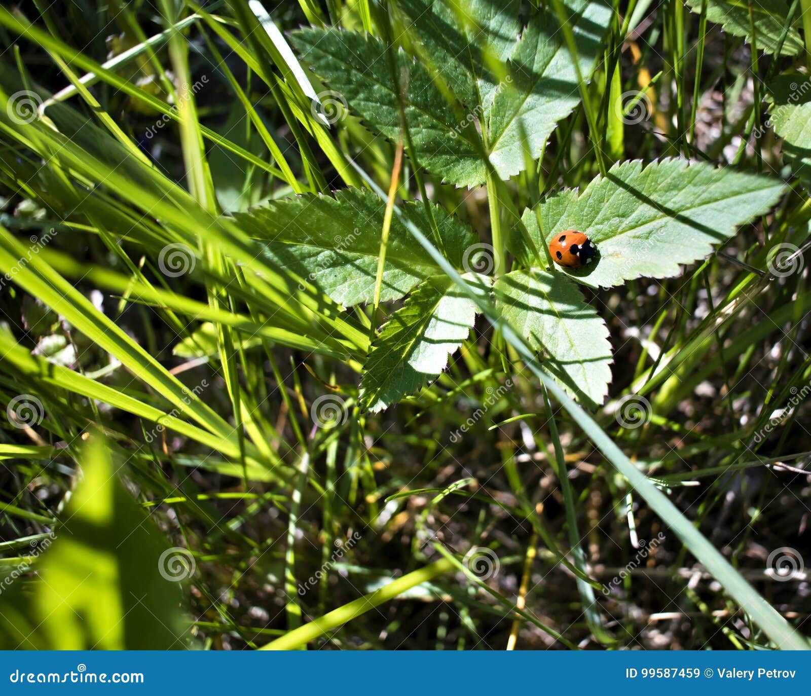 Ladybug sitting on a leaf stock image. Image of ladybug - 99587459