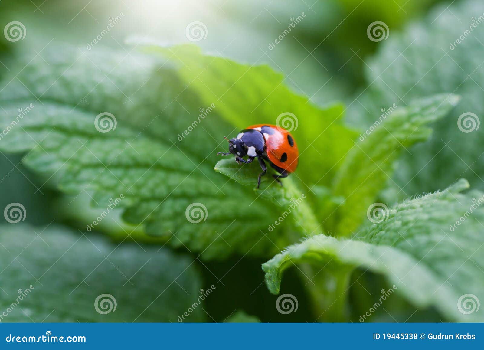 Ladybug Sitting on a Leaf during Sunrise Stock Photo - Image of black ...