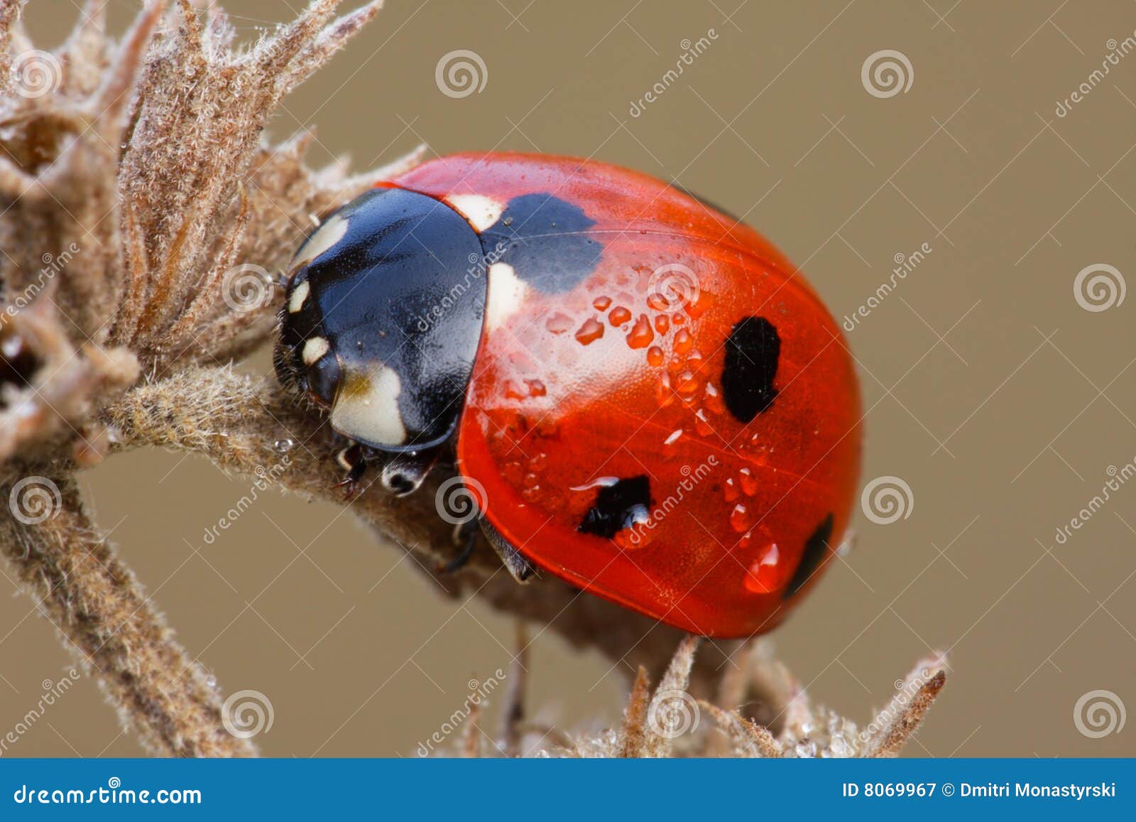 The Ladybug Sitting on an Old Flower Stock Image - Image of close ...