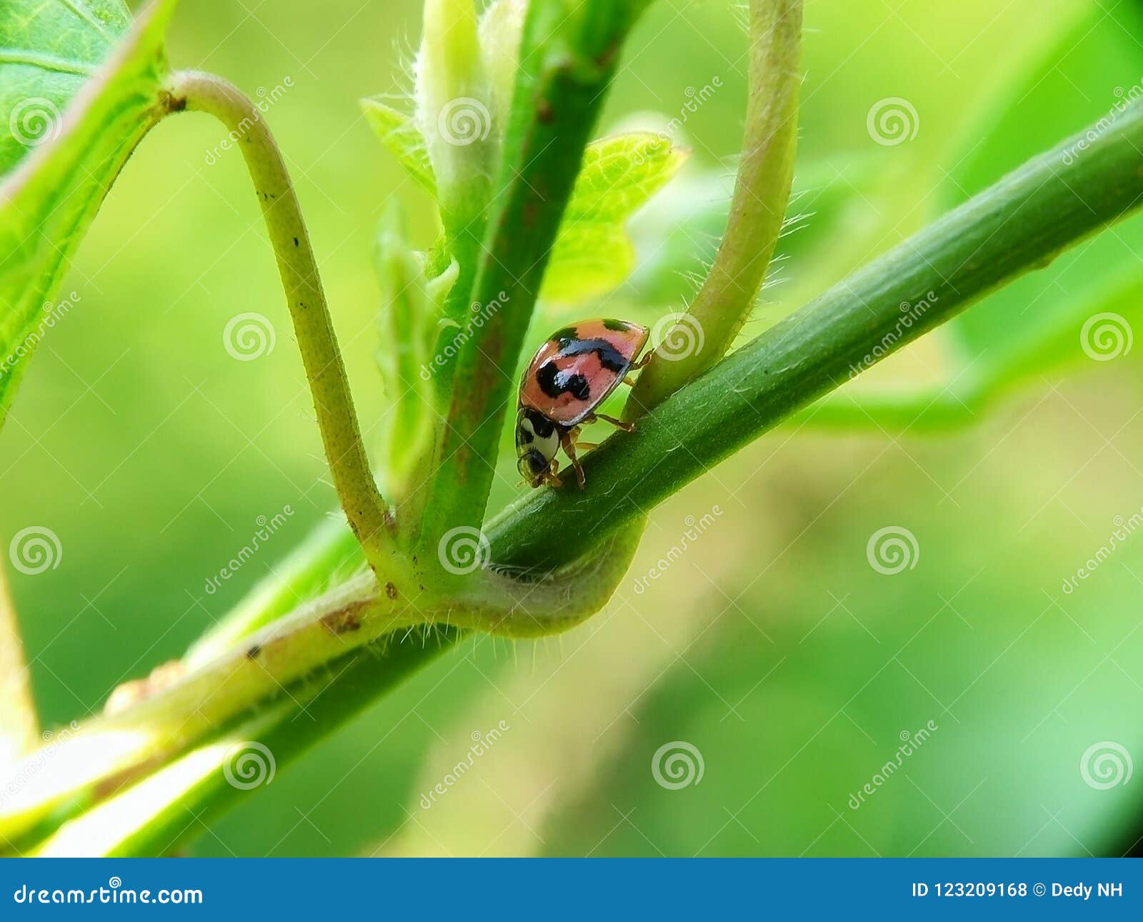 Ladybug stock photo. Image of sitting, plant, green - 123209168