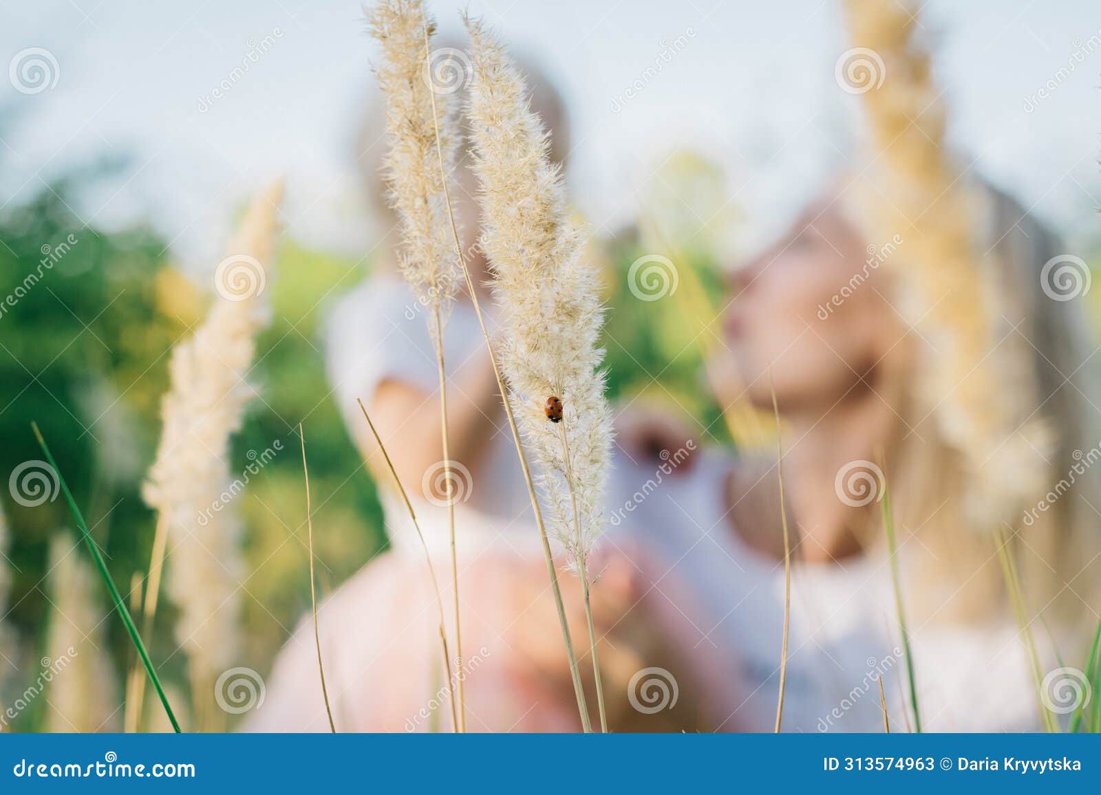 Ladybug Sitting on a Spike in the Field, in the Background Mom and ...