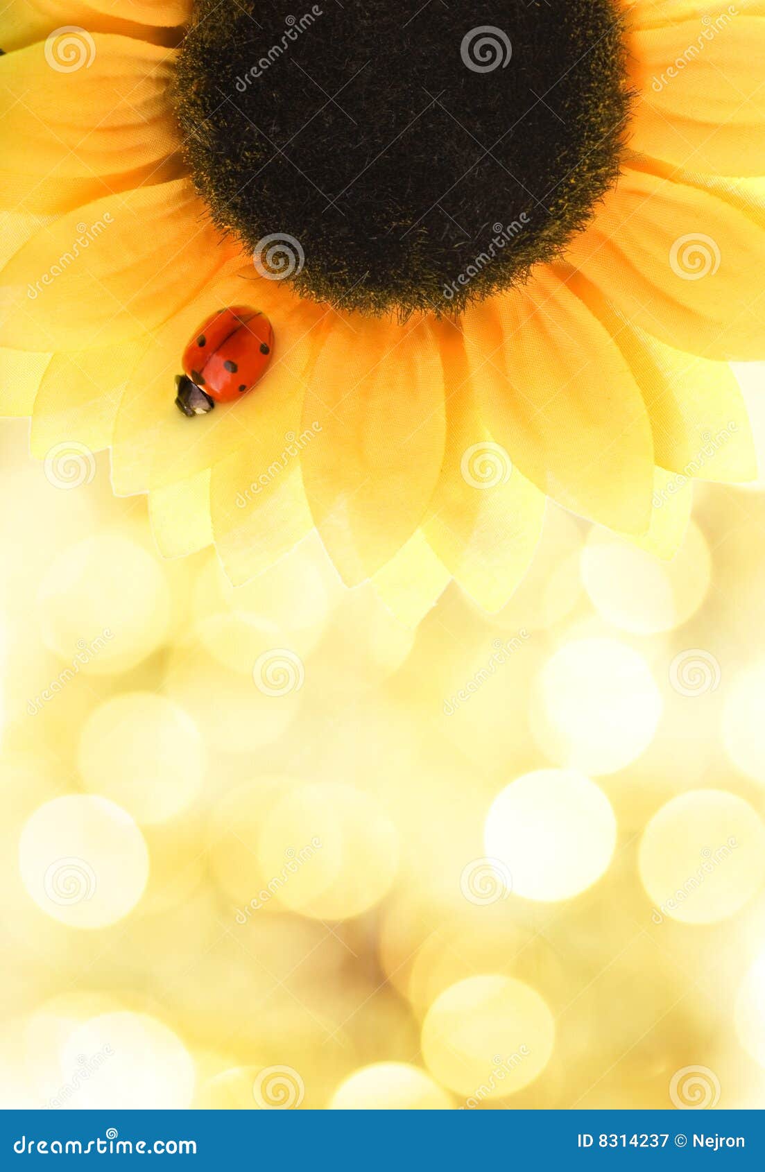 Ladybug Sitting on a Sunflower Stock Image - Image of beautiful, nature ...
