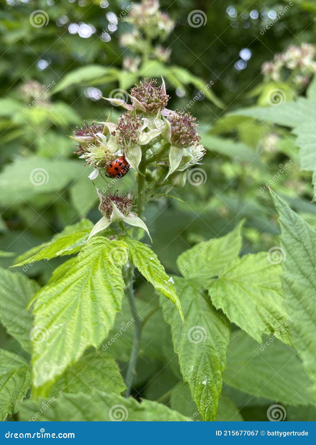 Ladybug on Wild Black Raspberry Flowers Stock Image - Image of black ...