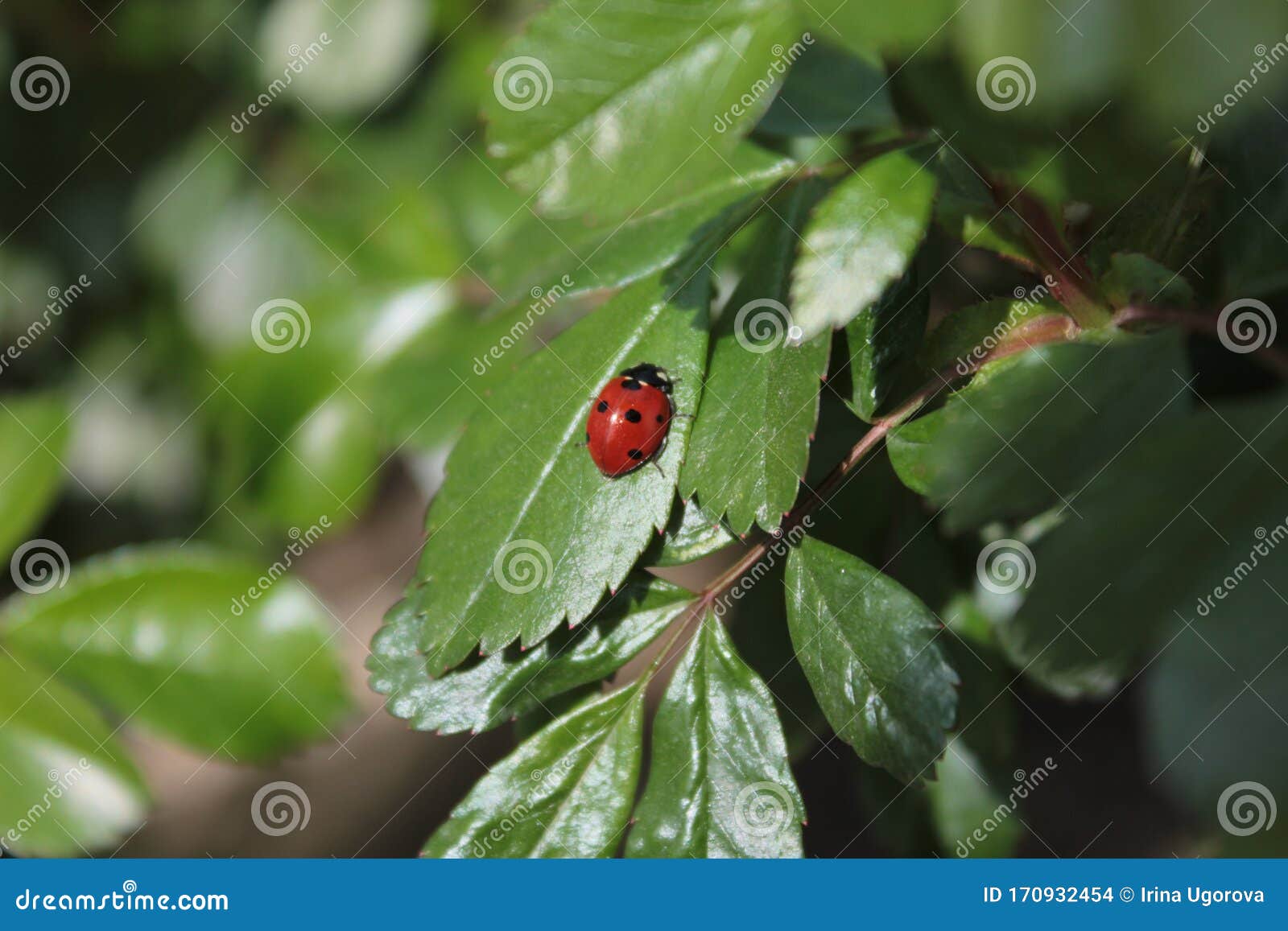 A Ladybug is Sitting on a Rose Leaf. Stock Photo - Image of small ...