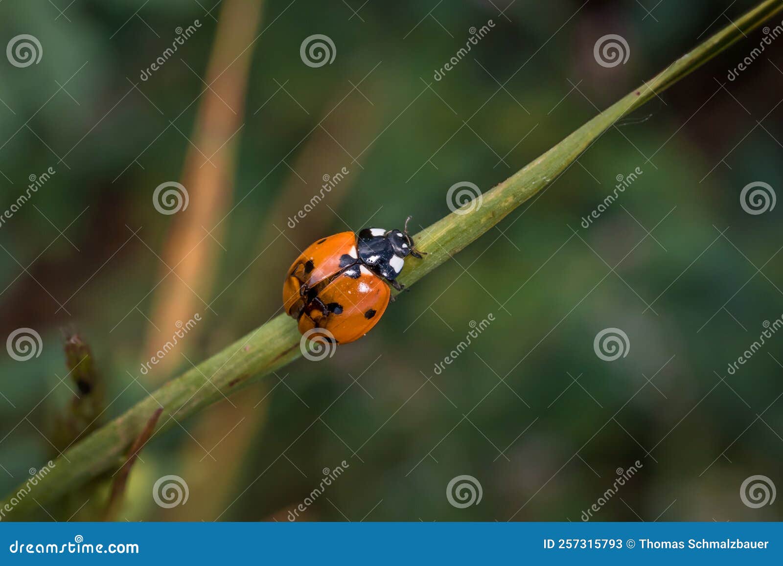 Ladybug Sitzend Auf Einer Grashalde Auf Einer Blumenwiese Im Sommer ...