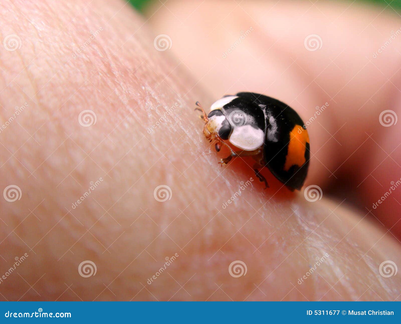 Ladybug on the skin stock image. Image of beetle, coccinella - 5311677