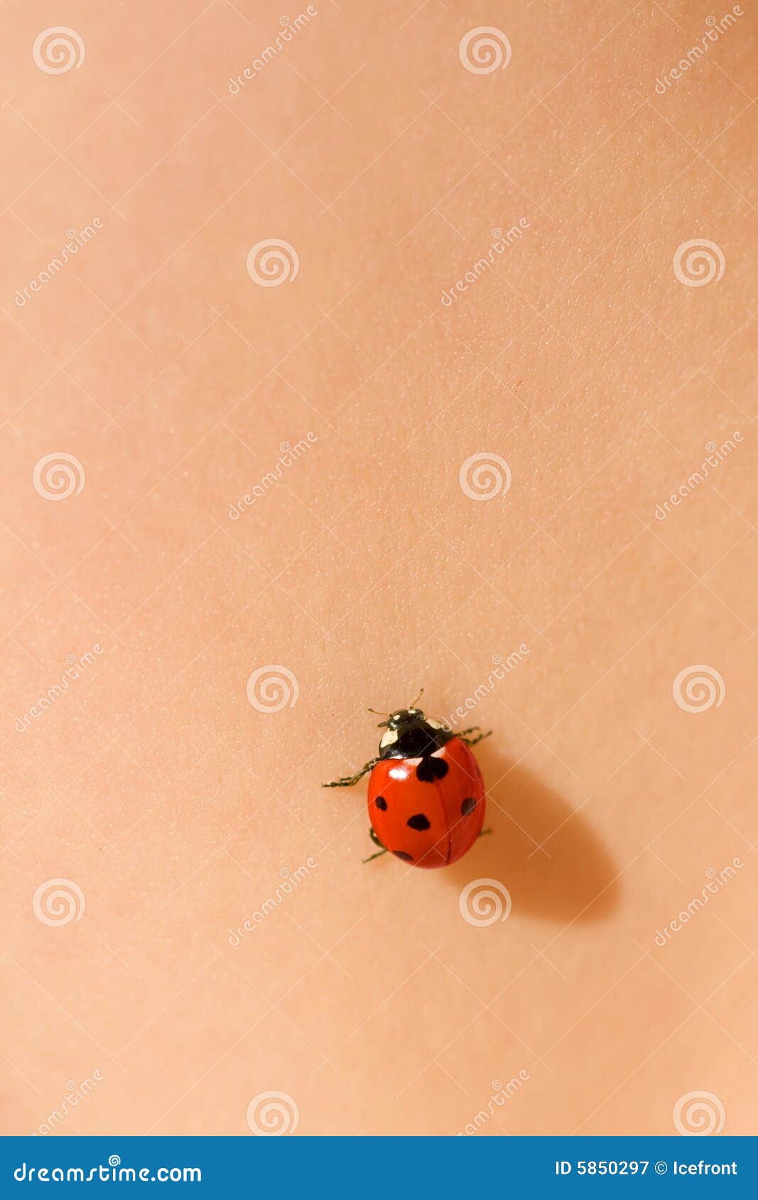 574 Ladybug Skin Stock Photos - Free & Royalty-Free Stock Photos from ...