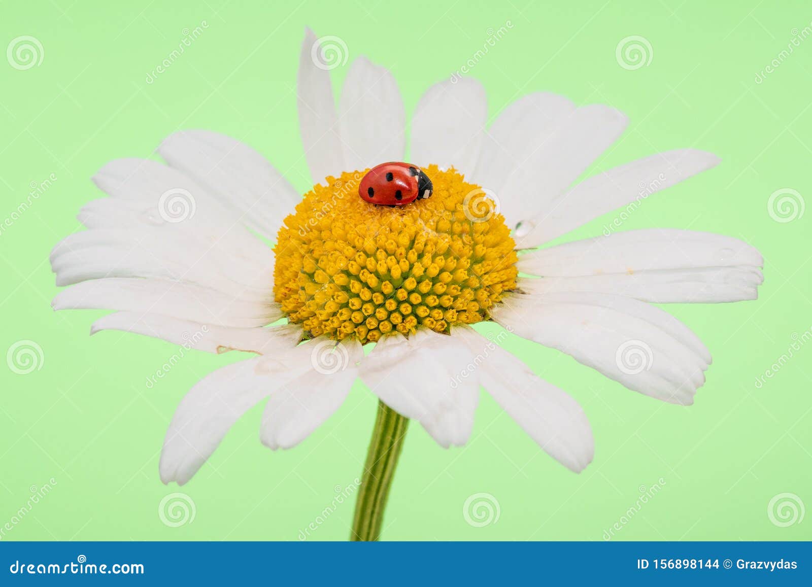 Ladybug Sleeping on a Large Chamomile Stock Photo - Image of fauna ...