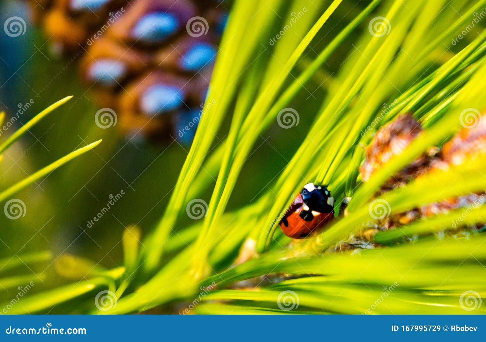 Ladybug is sleeping stock image. Image of nature, insect - 167995729