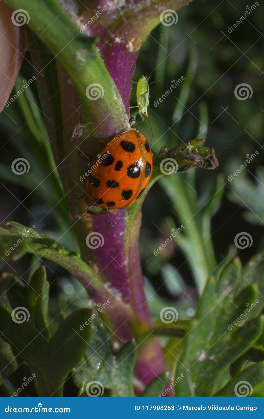 Ladybug and Aphids on the Plant Stock Image - Image of nature, garden ...