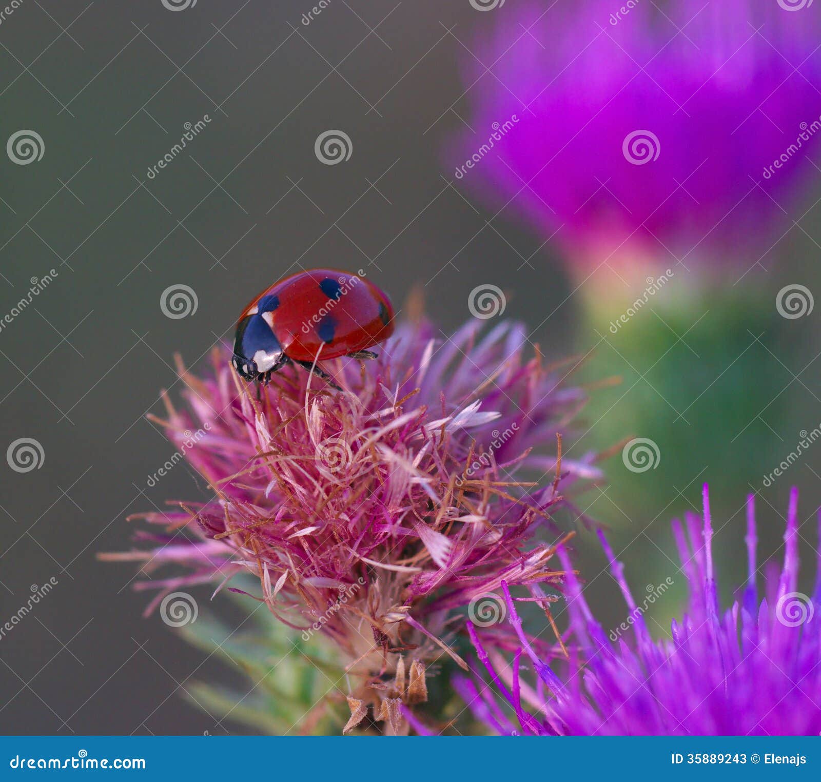 A ladybug stock image. Image of ladybug, insect, background - 35889243