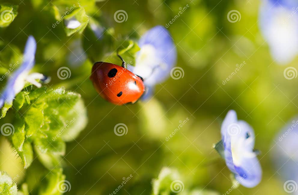 Ladybug on Small Blue Flowers in Nature Stock Photo - Image of ...