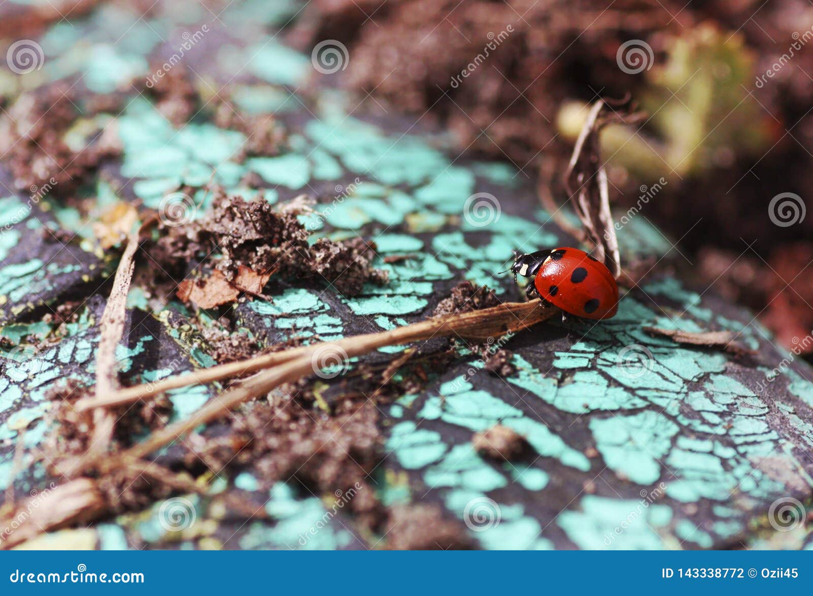 Ladybug stock photo. Image of dots, fauna, background - 143338772