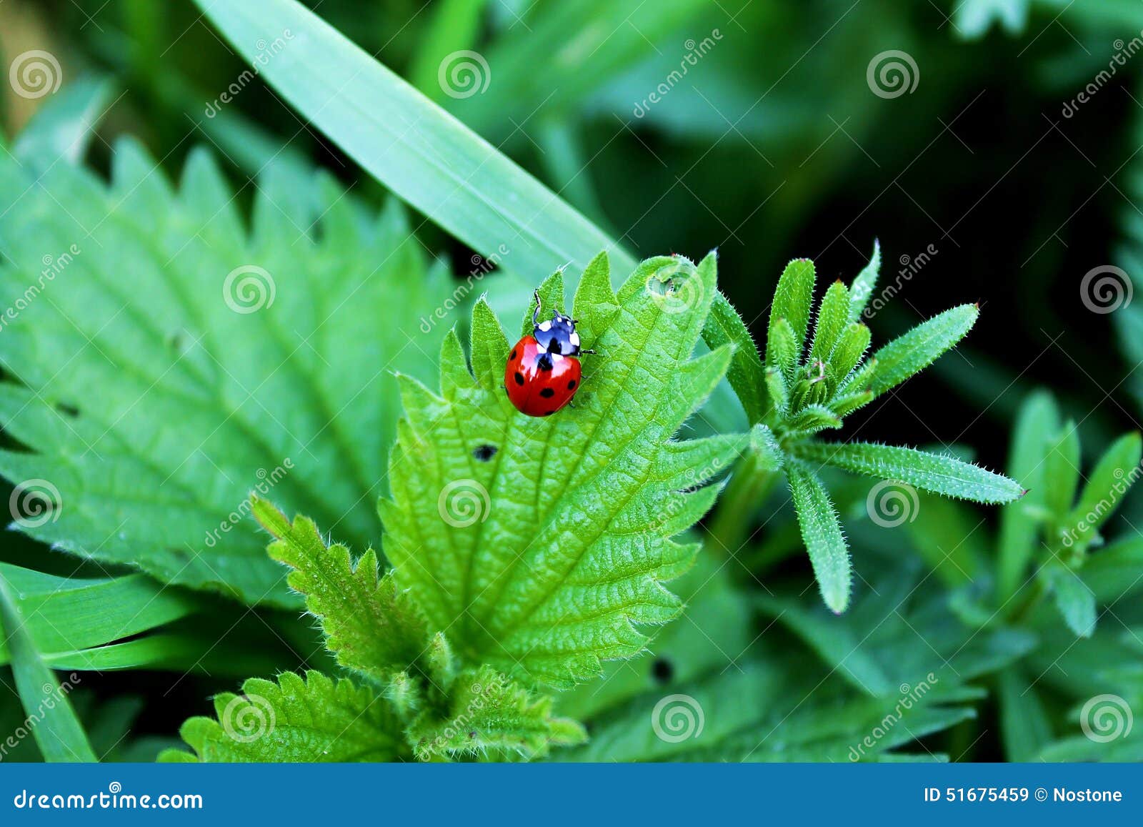 Ladybug stock image. Image of black, leaves, green, small - 51675459