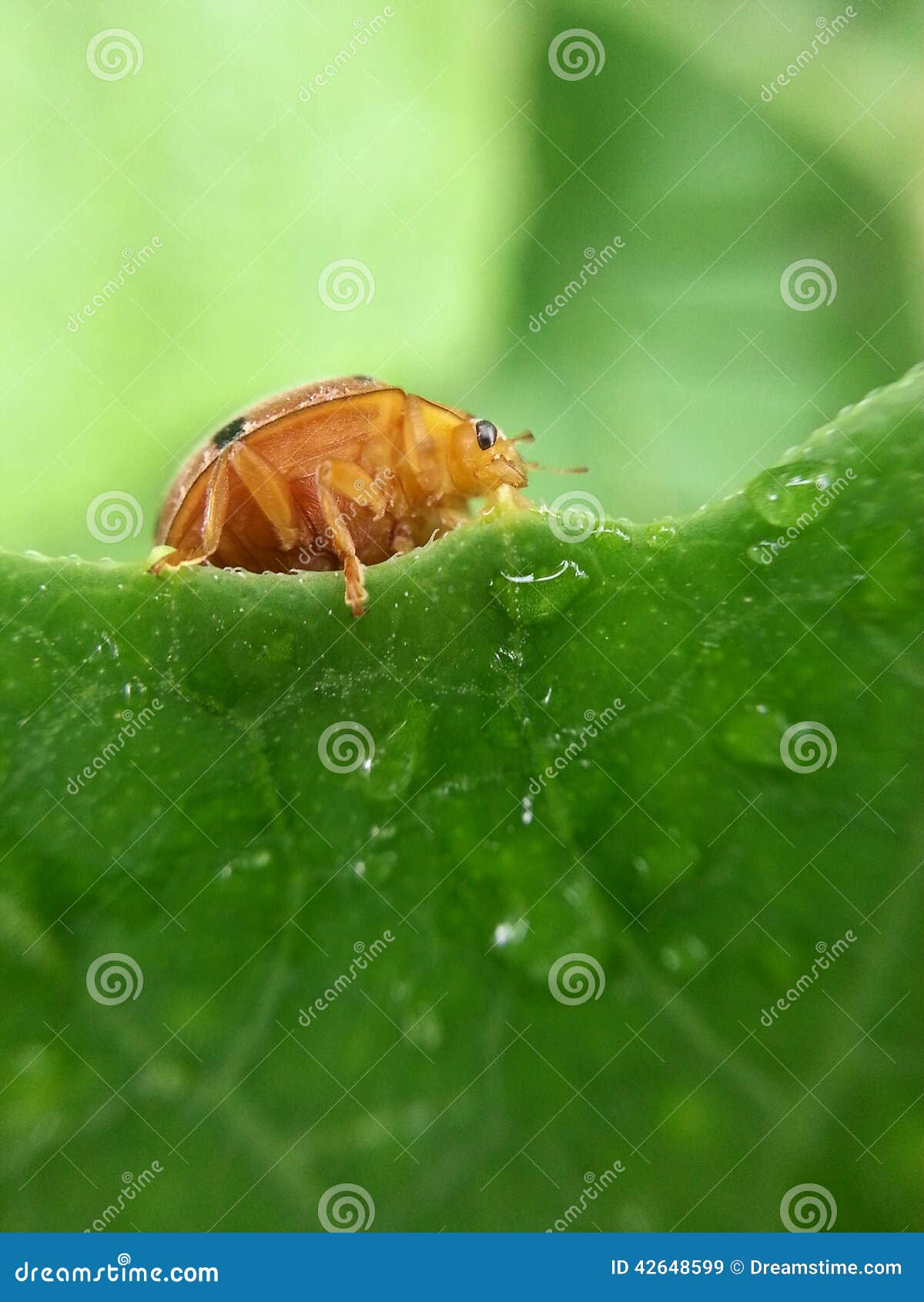 Ladybug stock image. Image of ladybug, nature, green - 42648599