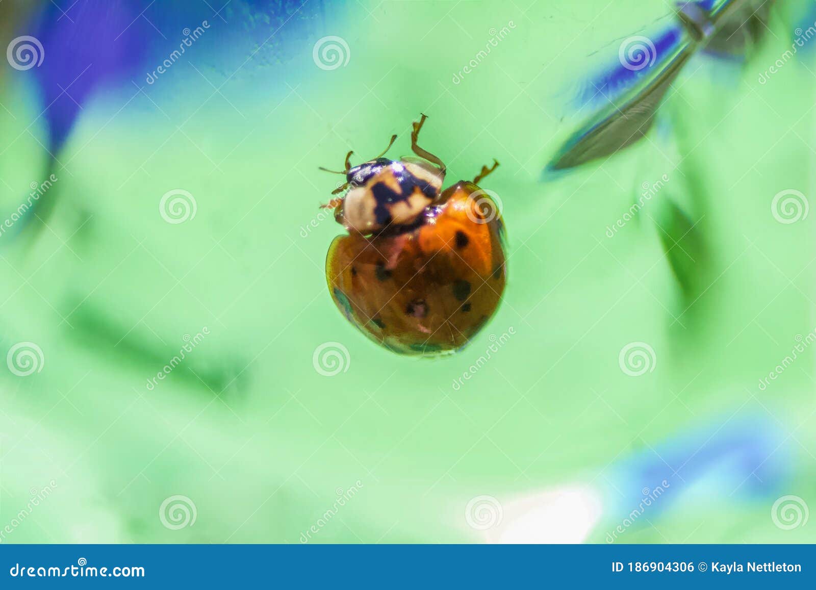 Ladybug on a Solar Light stock photo. Image of electric - 186904306