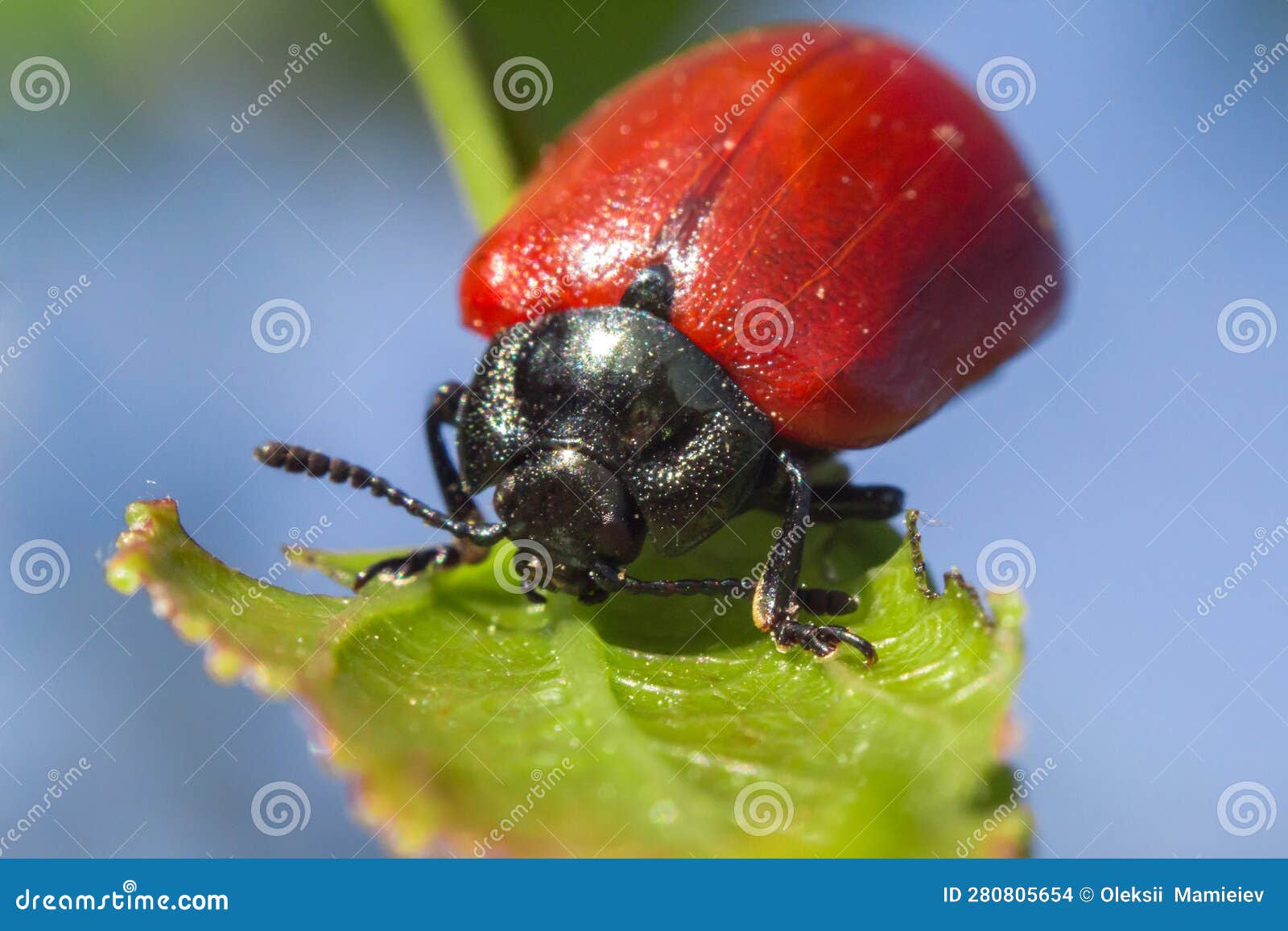 Ladybug Spotless, Coccinellidae, on a Green Leaf in Natural Light Stock ...