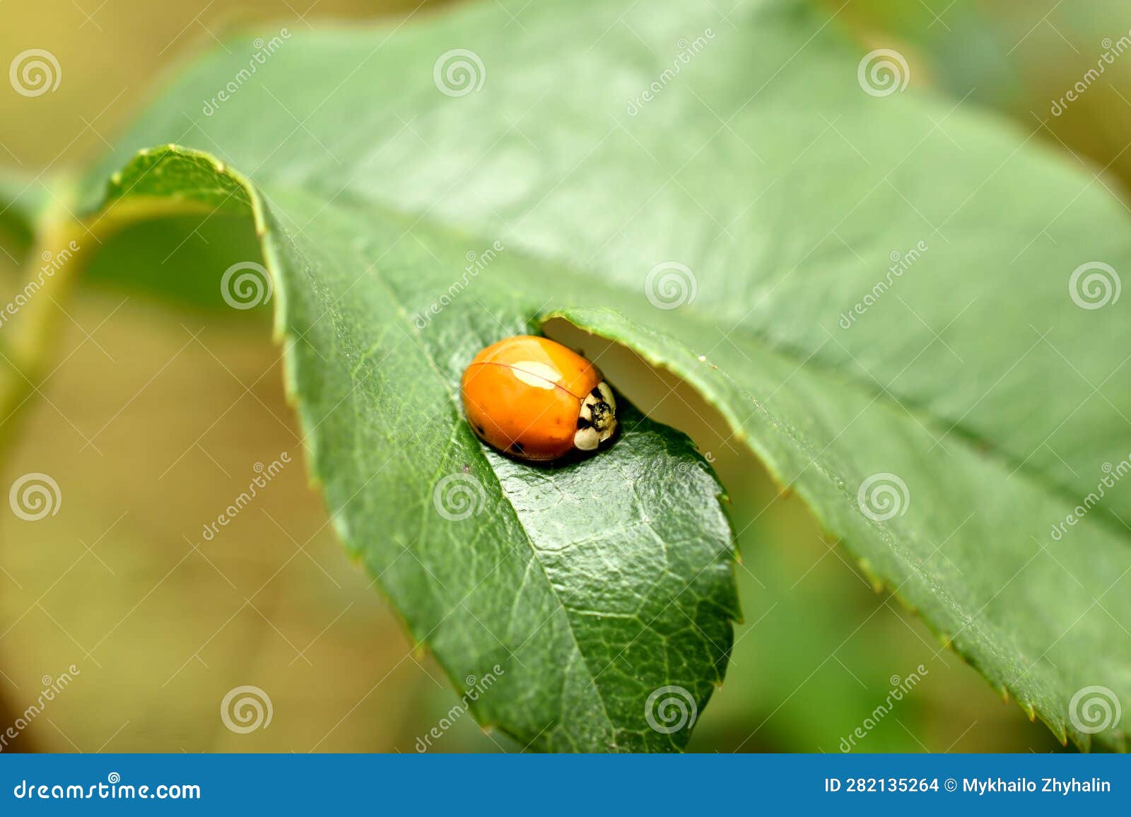 Ladybug without Spots on the Wings. Stock Photo - Image of biology ...