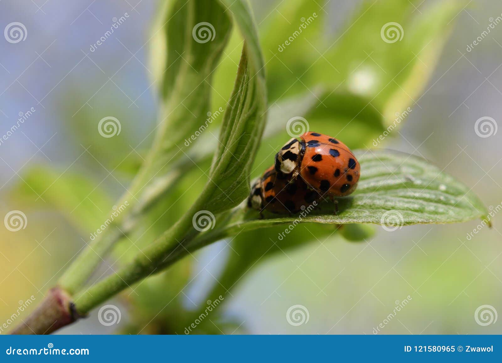 Ladybug in the spring stock image. Image of flower, background - 121580965