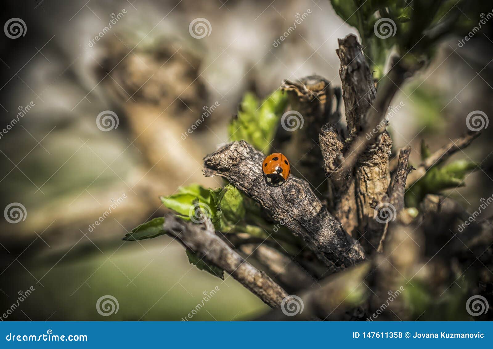 Ladybug in Spring stock photo. Image of ladybug, biology - 147611358