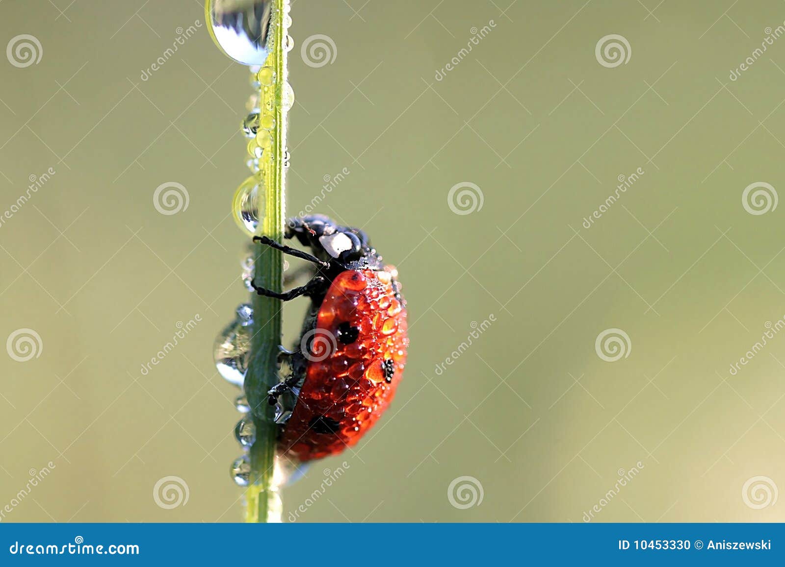 Ladybug in Spring with Dew Drops Stock Photo - Image of horizontal ...