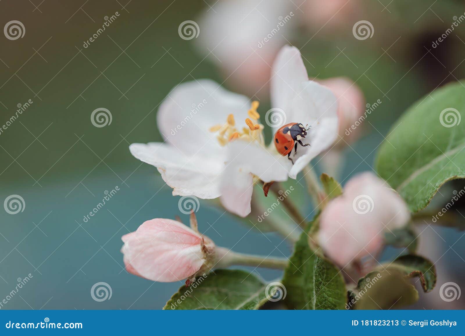 Ladybug in Spring on a Flowering Apple Tree Stock Image - Image of leaf ...