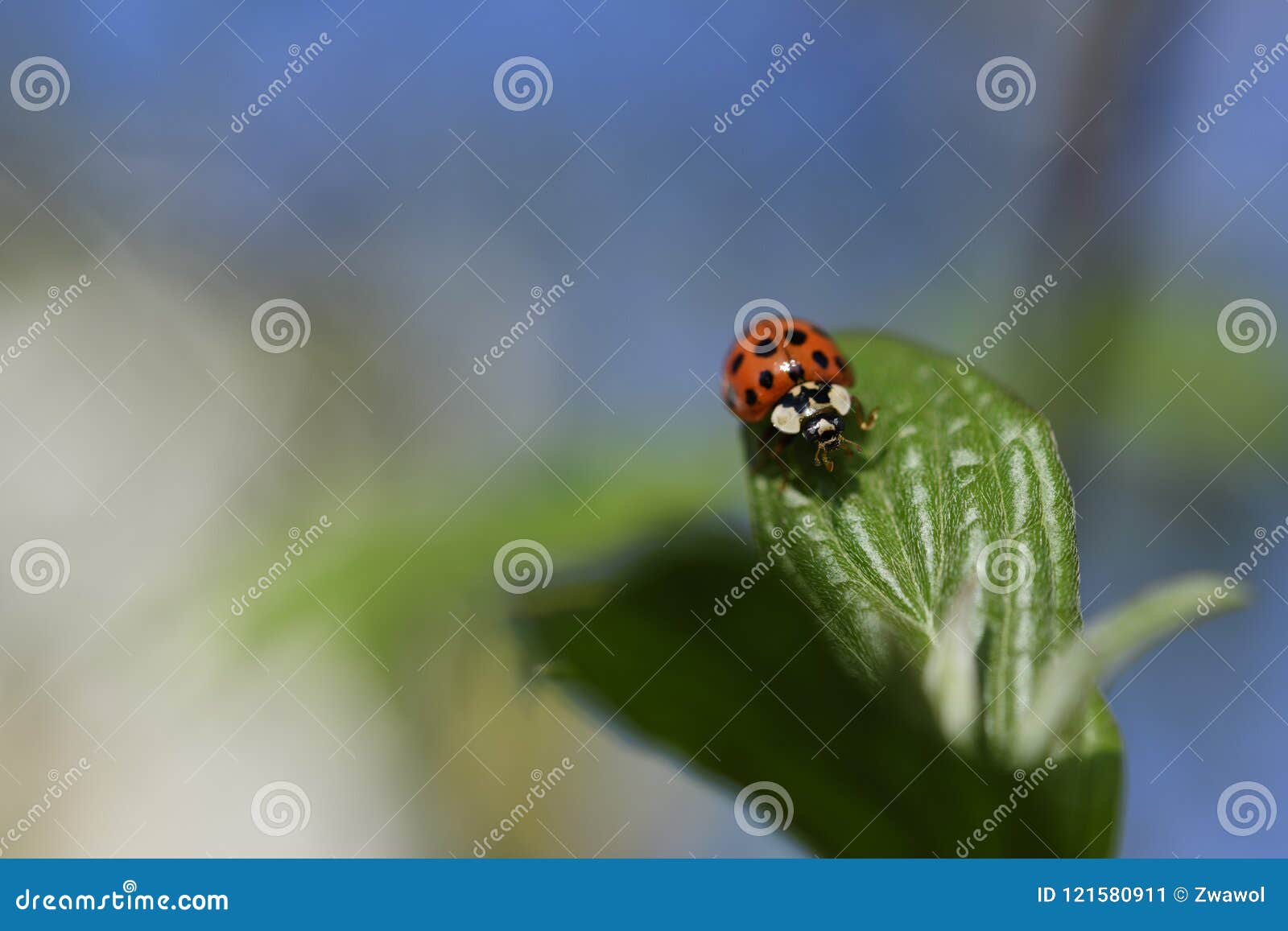 Ladybug in the spring stock image. Image of flower, macro - 121580911