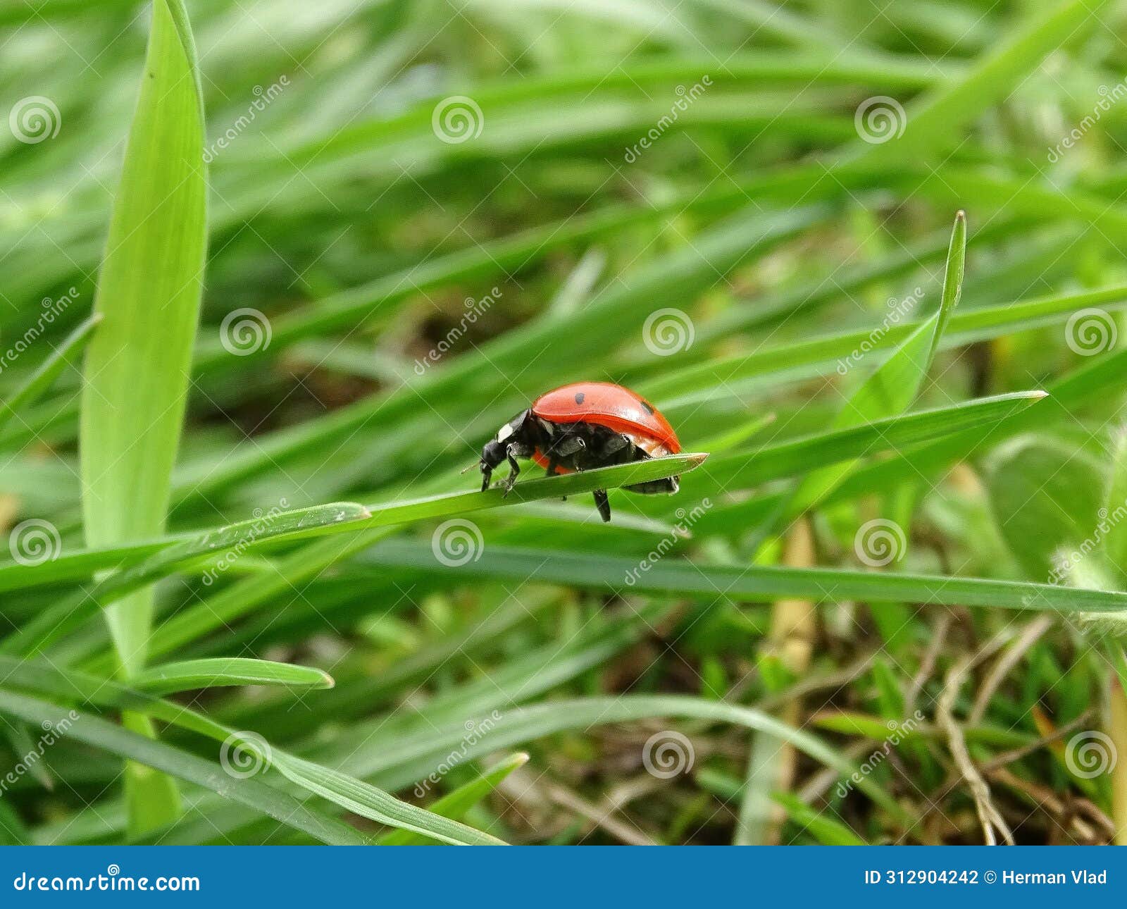 Ladybug during Spring in Romania Stock Photo - Image of nature, green ...