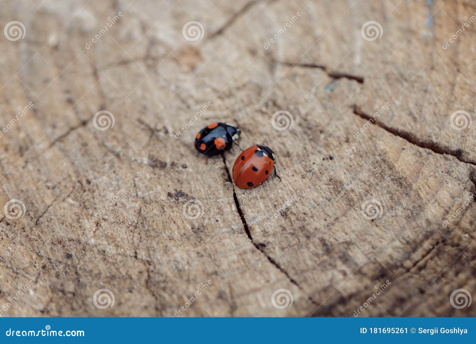 Ladybug in Spring on a Sawn Tree Stock Image - Image of spring ...