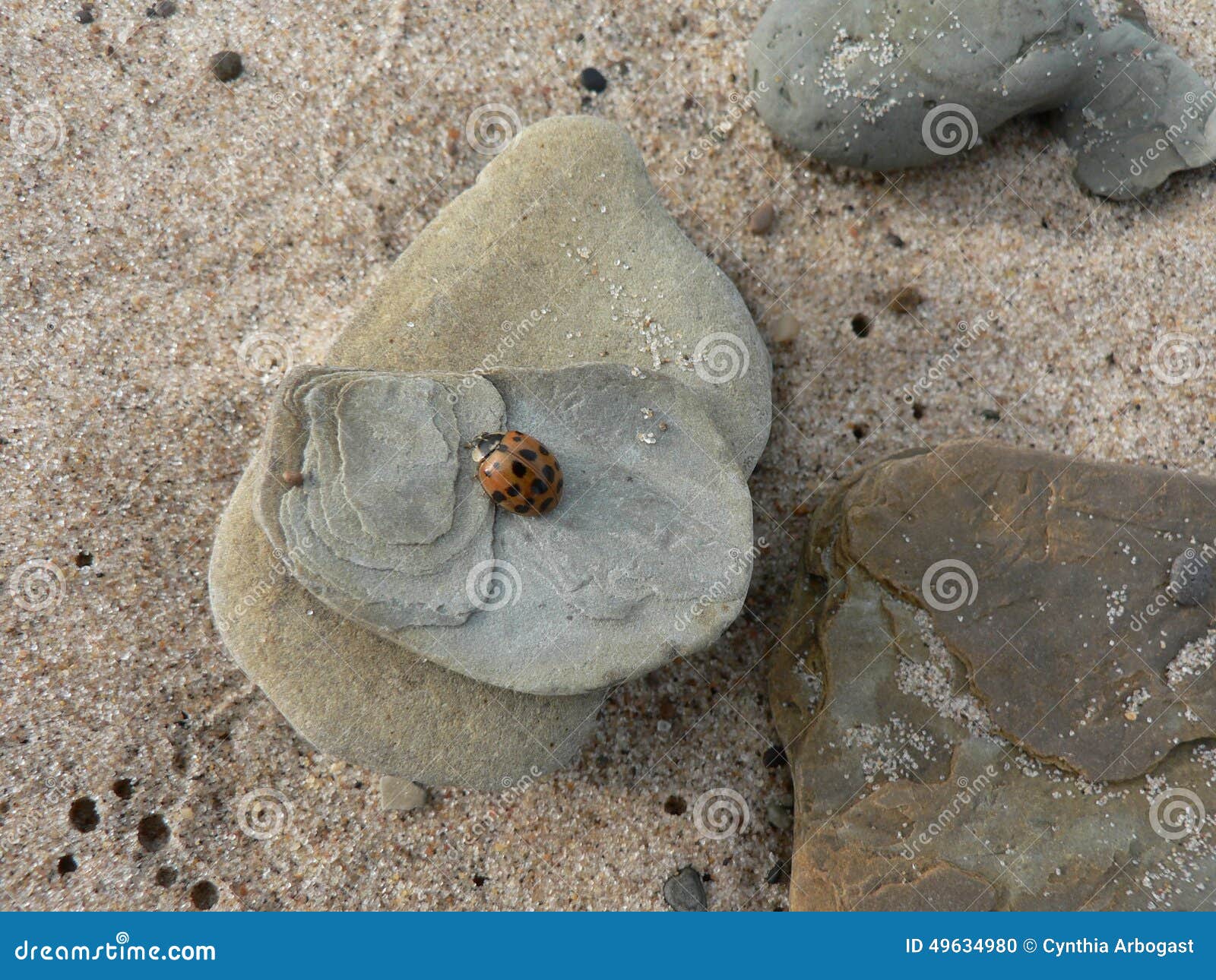 Lake Sand Ladybug Stock Photos - Free & Royalty-Free Stock Photos from ...