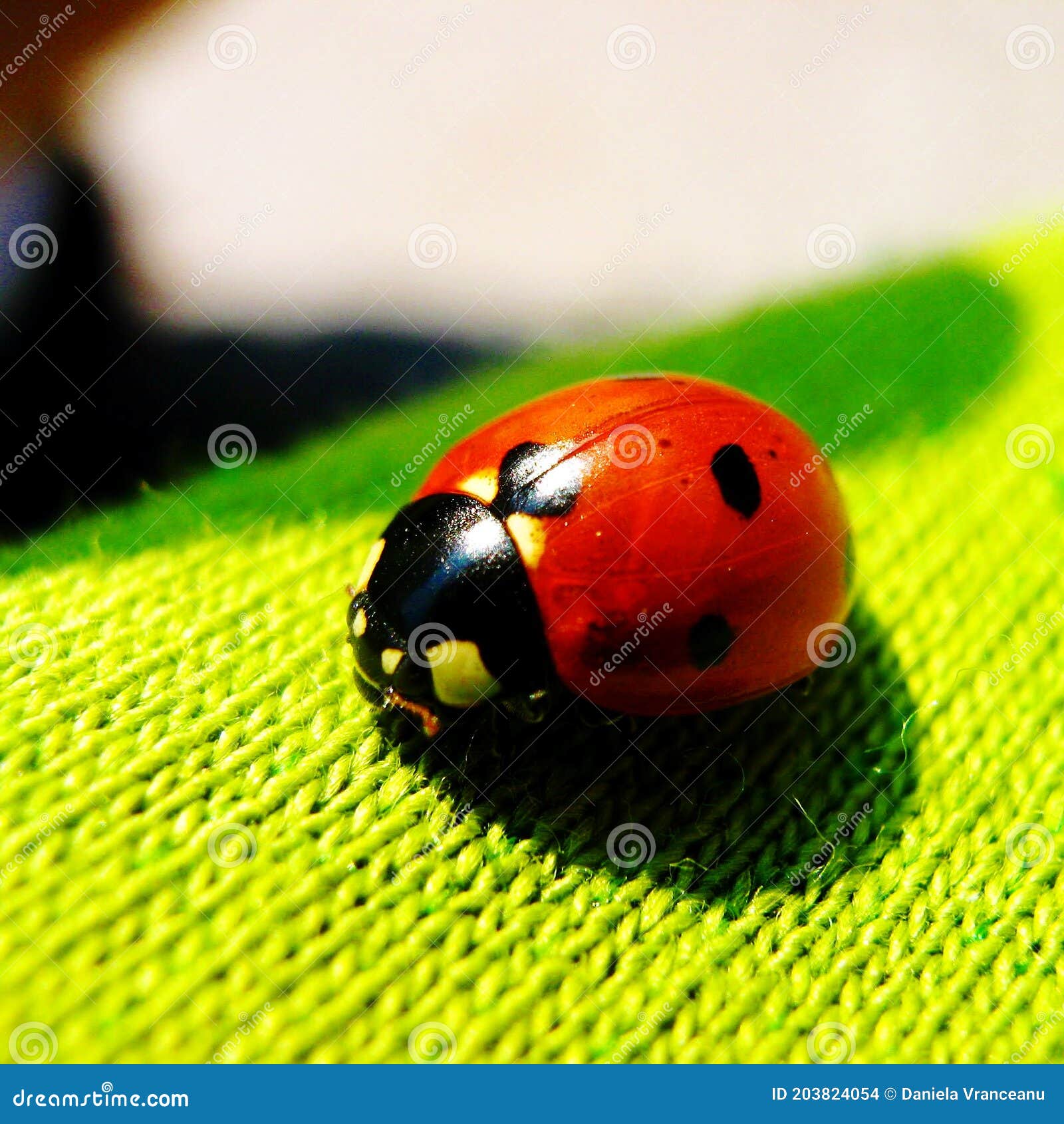 A Ladybug Standing On The Plant Royalty-Free Stock Photography ...
