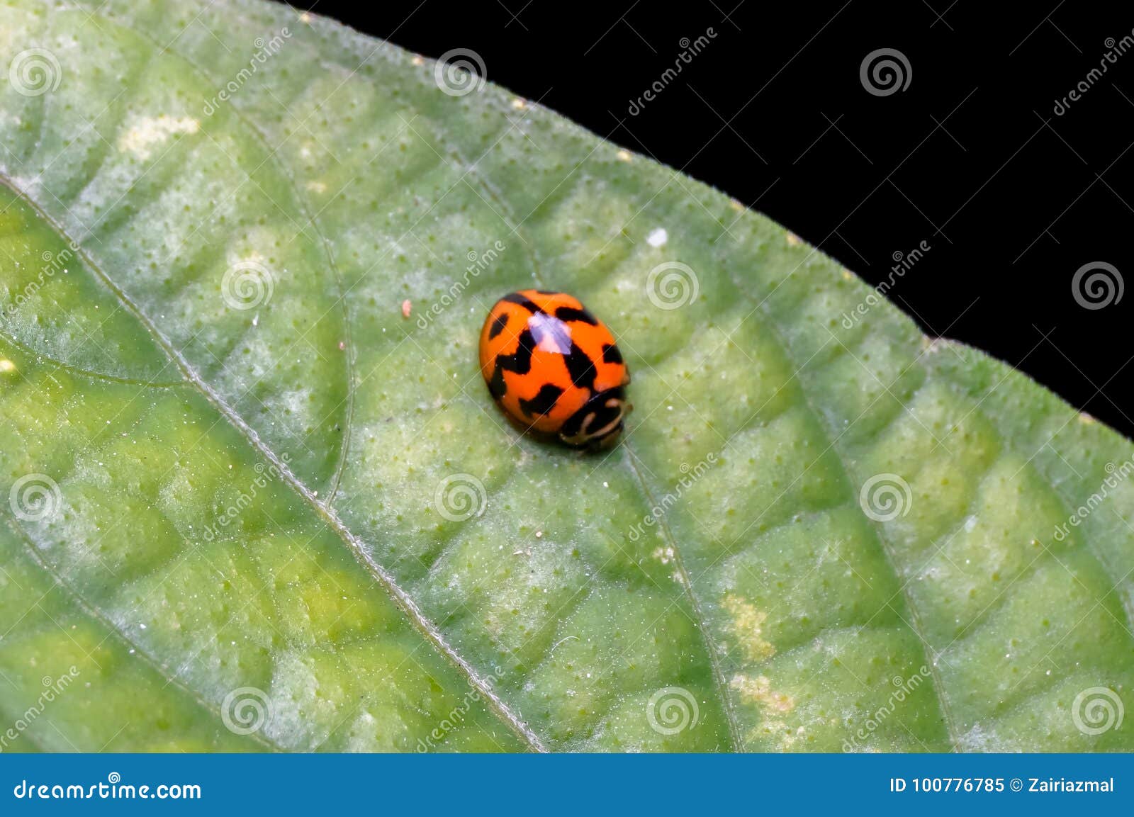Ladybug Standing on Green Leaf Stock Image - Image of garden, green ...