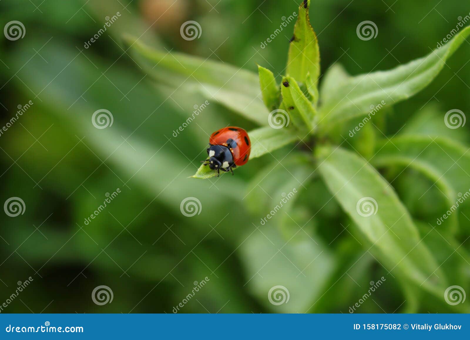 Ladybug at the start stock photo. Image of preparing - 158175082